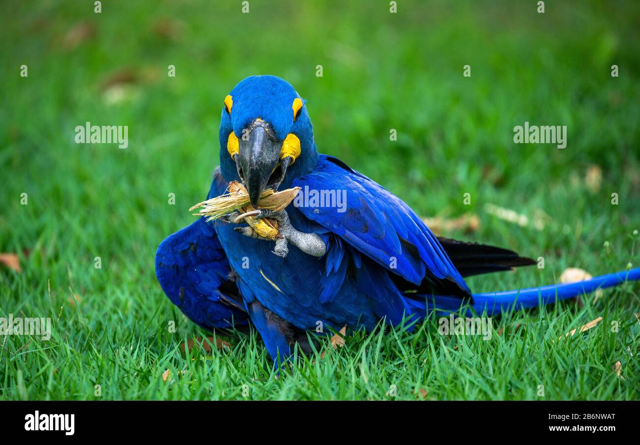 Hyacinth Macaw is sitting on the grass and eating nuts. South America ...