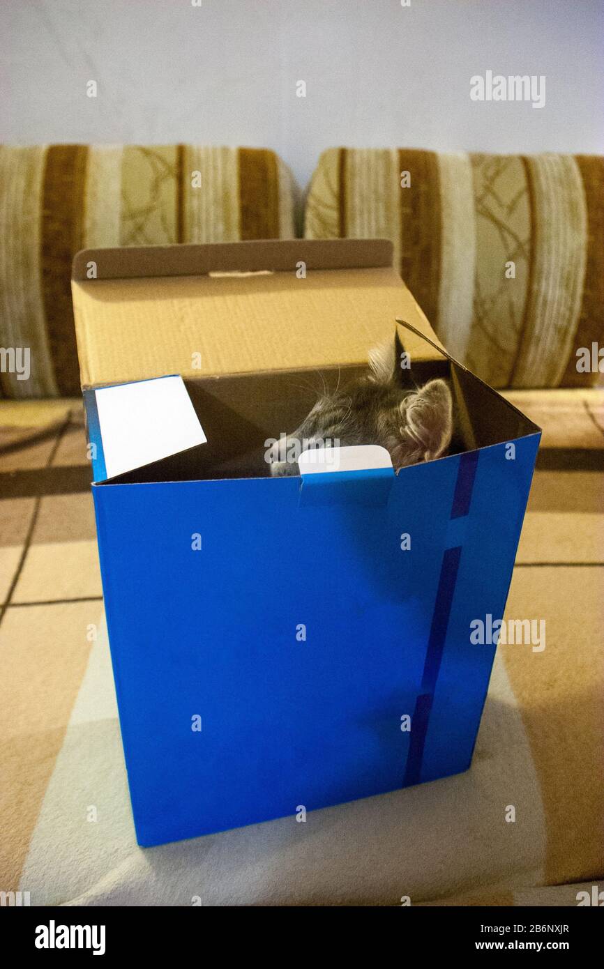 Home cat climbed into a cardboard box from under the purchases. Cat in ...