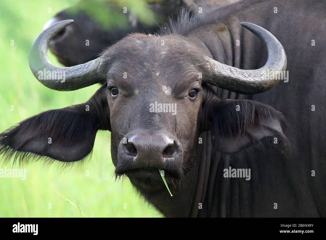 Steppenbueffel hi-res stock photography and images - Alamy