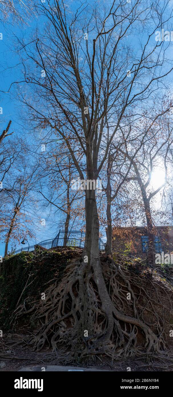 The Medusa Tree is an old tree with exposed roots on the Swamp Rabbit ...