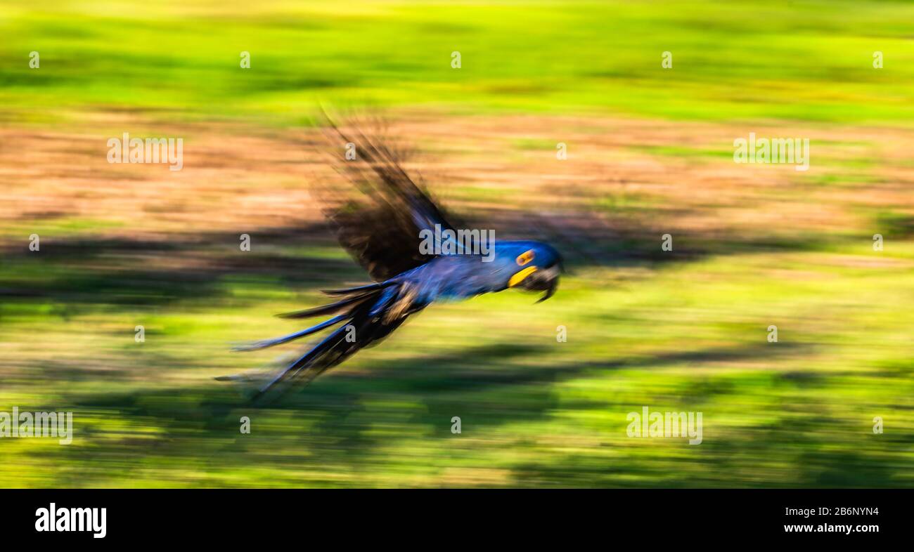 Hyacinth Macaw are in flight. South America. Brazil. Pantanal National ...