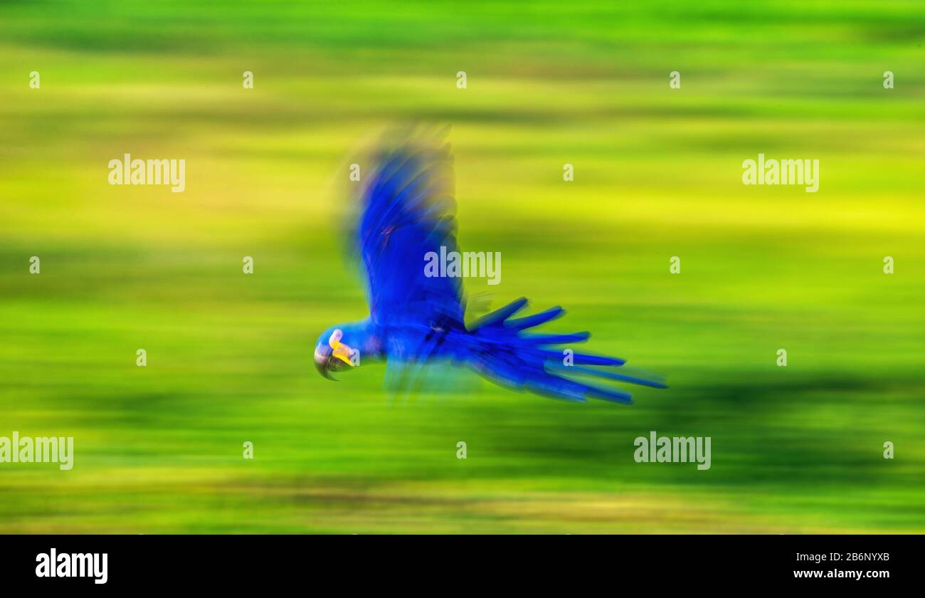 Hyacinth Macaw are in flight. South America. Brazil. Pantanal National ...