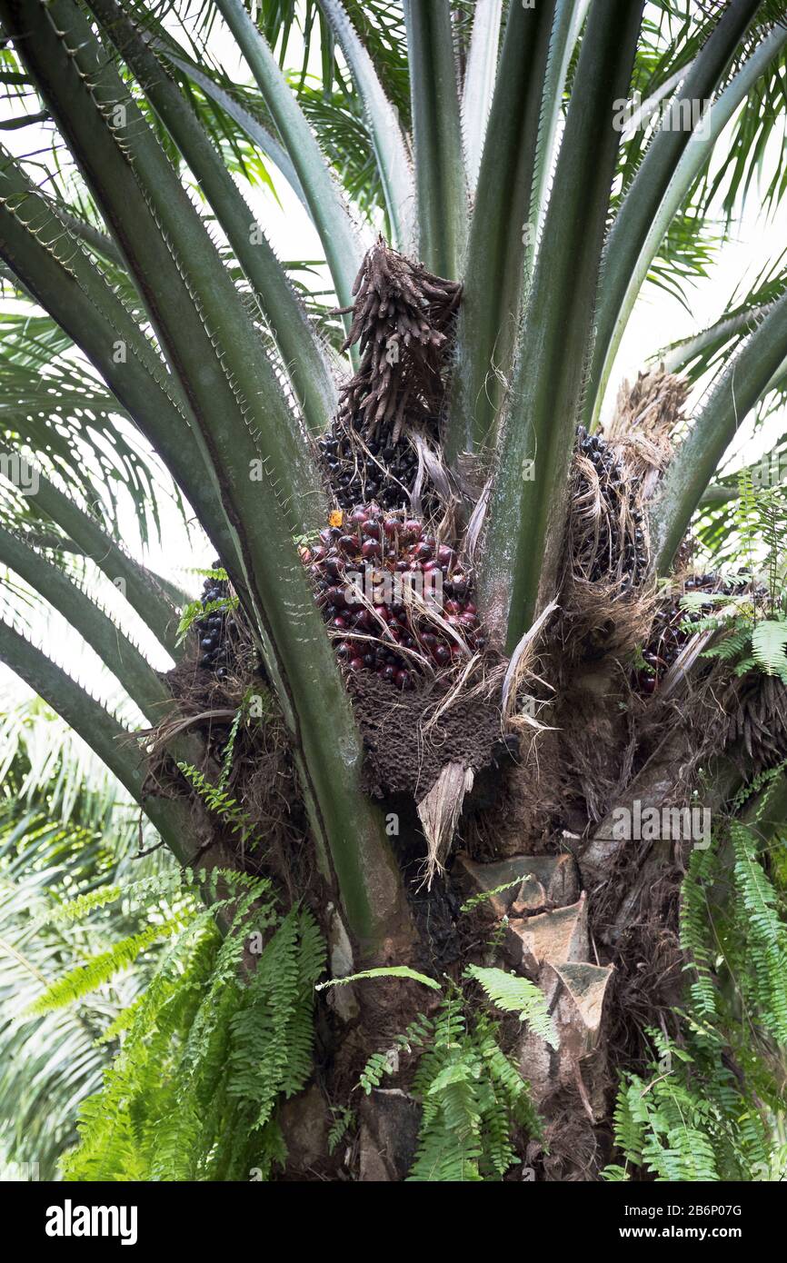 Tree png hi-res stock photography and images - Alamy