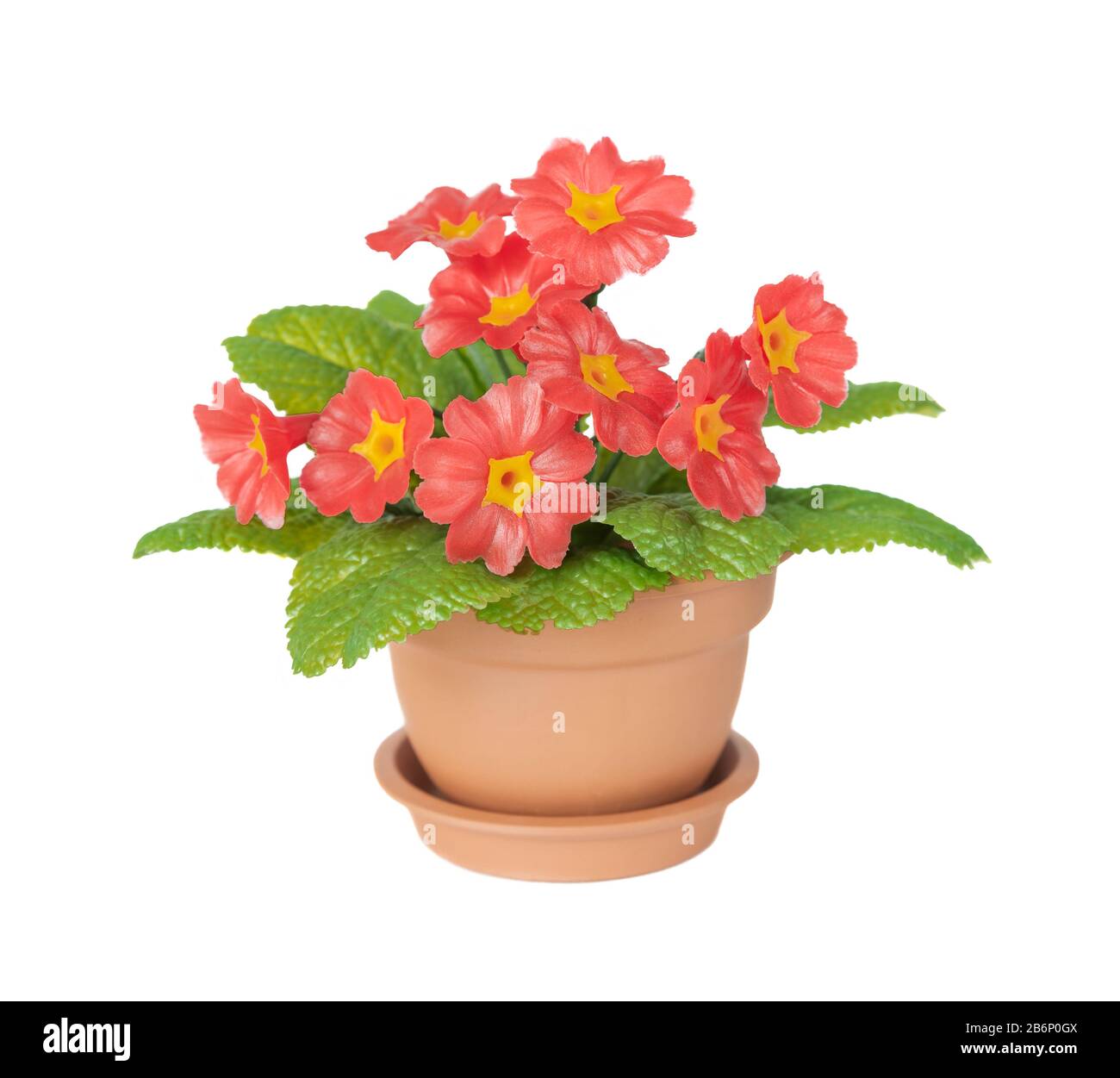 Artificial houseplant primrose with red flowers and green leaves in a ...