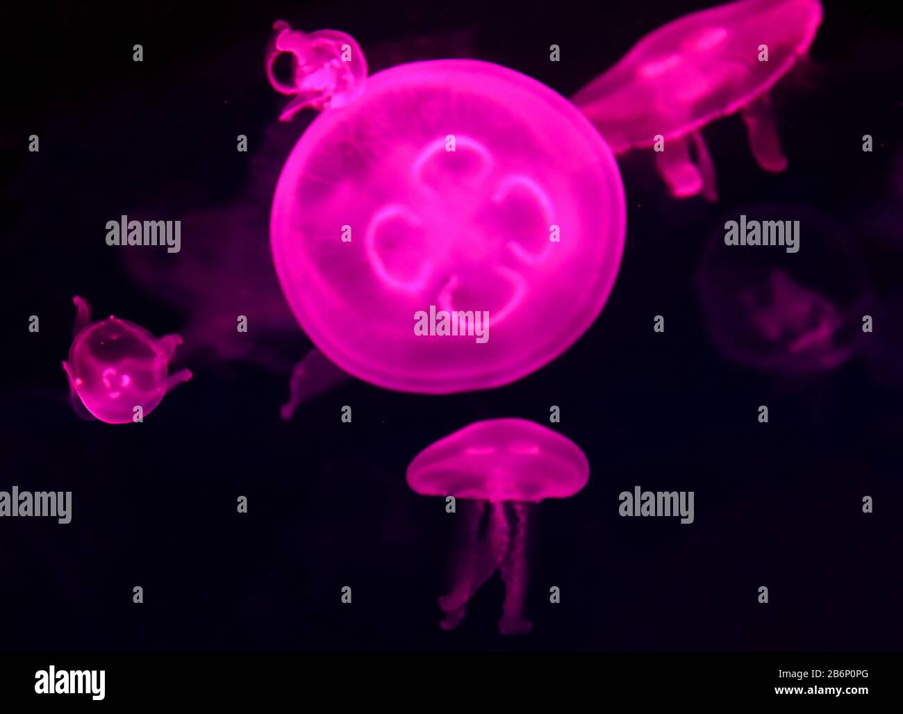 Aurelia aurita (also called the common jellyfish, moon jellyfish, moon ...