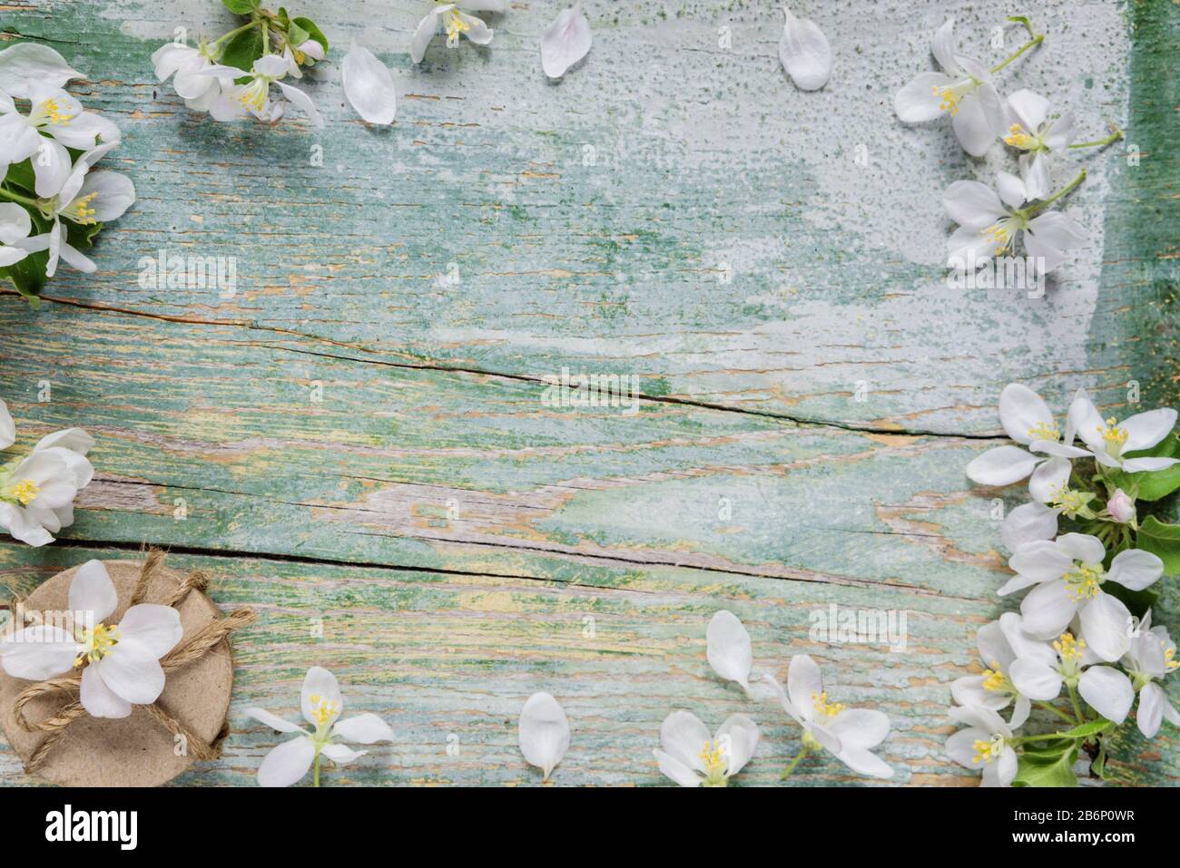Beautiful vintage background from old blue boards, white spring flowers ...