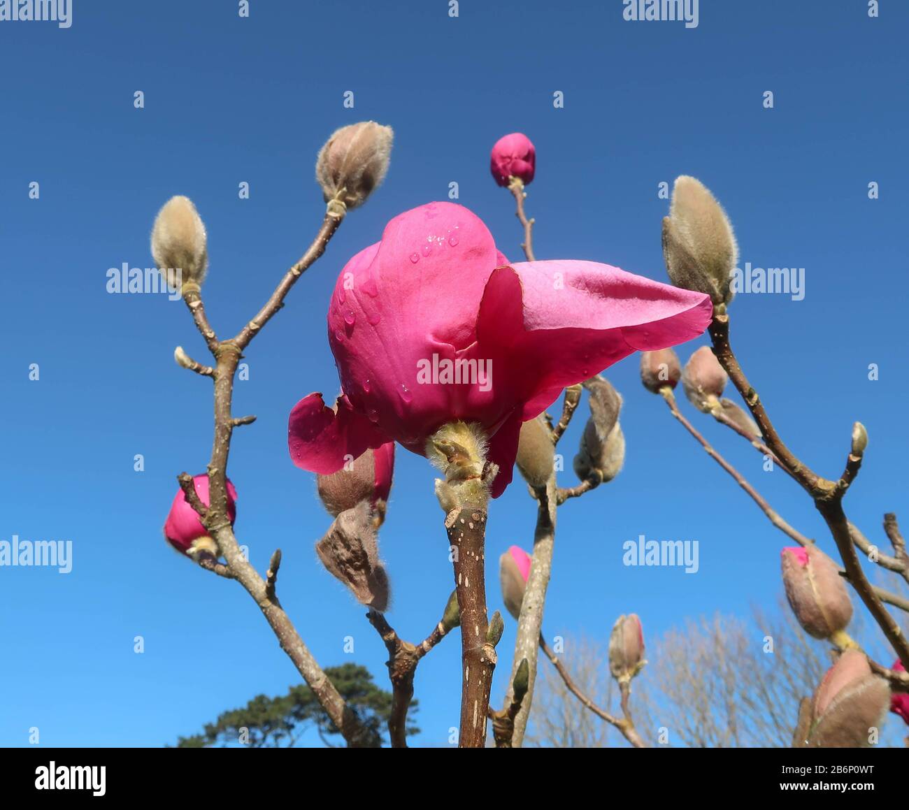 Magnolia felix jury hi-res stock photography and images - Alamy