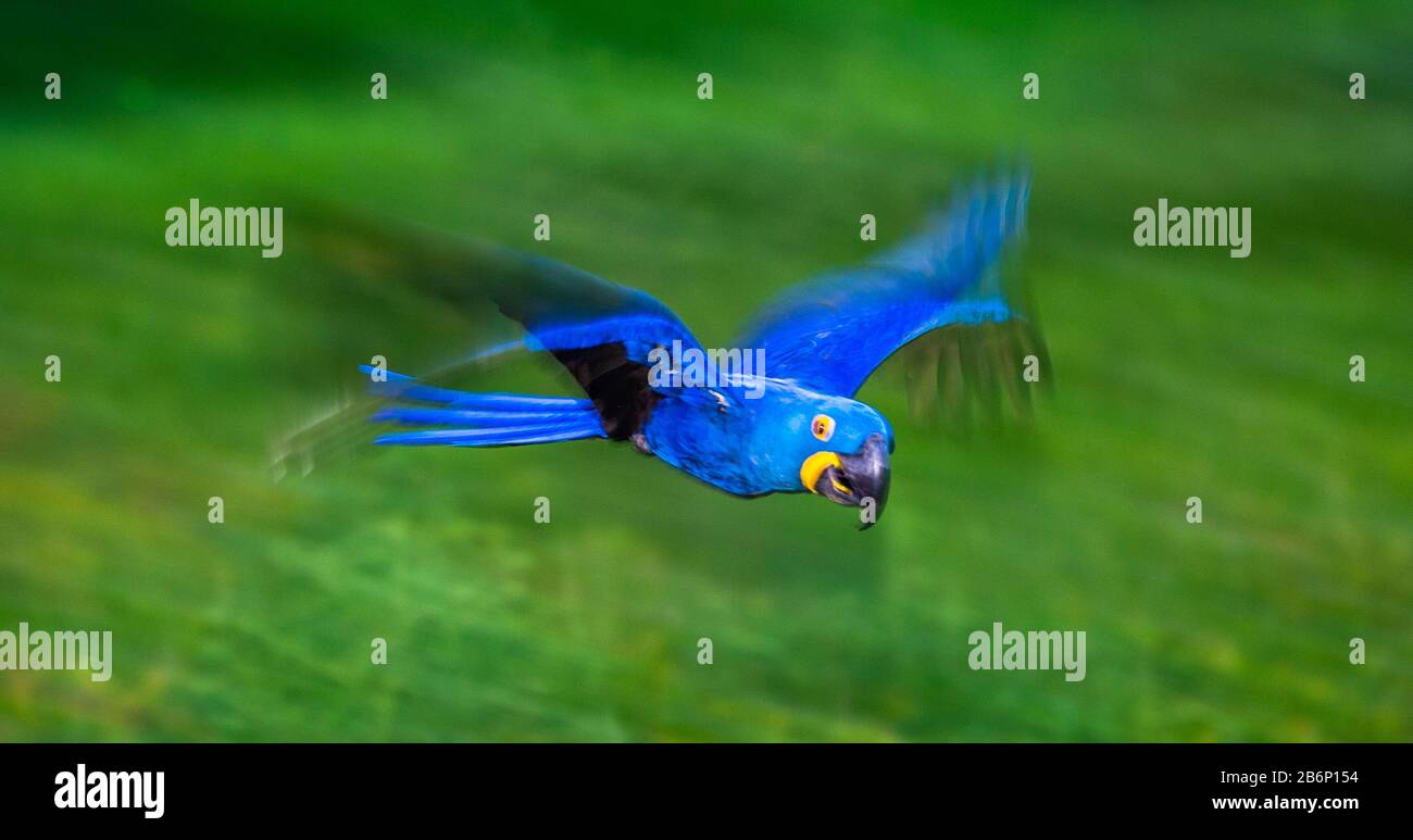 Brazil national bird hi-res stock photography and images - Alamy