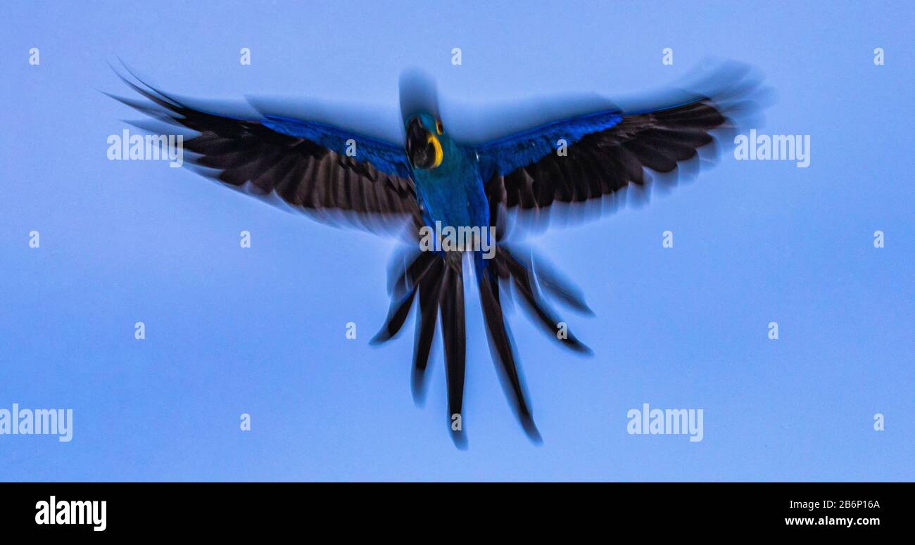 Hyacinth Macaw are in flight. South America. Brazil. Pantanal National ...