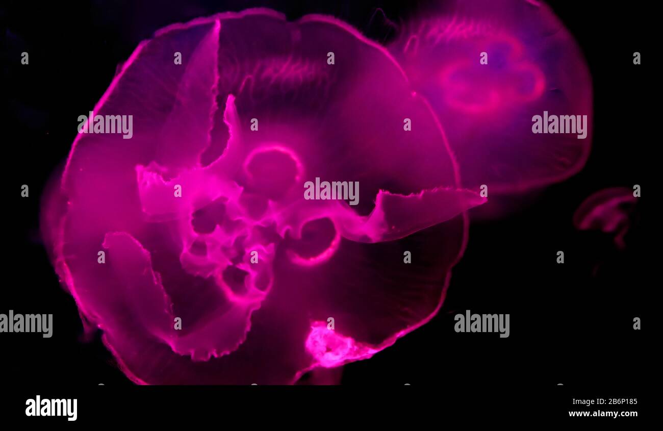 Aurelia Microscope