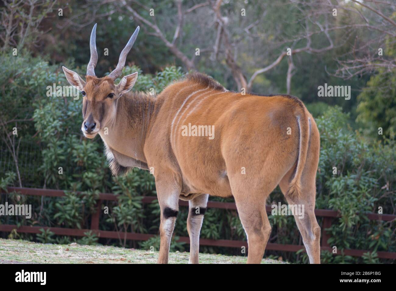 Portrait of an Taurotragus oryx, a large Eland antelope, also known as ...