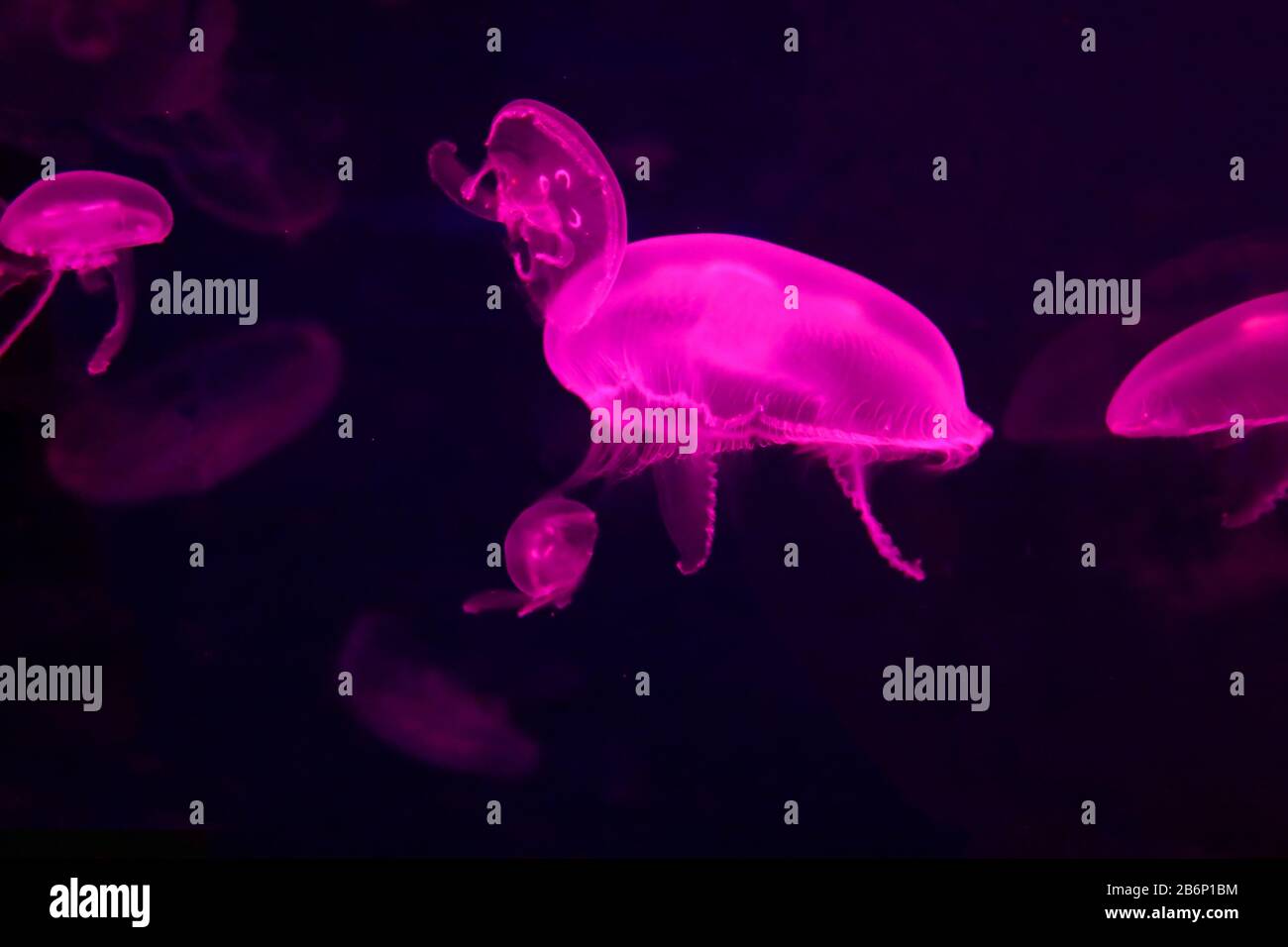 Aurelia aurita called common jellyfish hi-res stock photography and ...