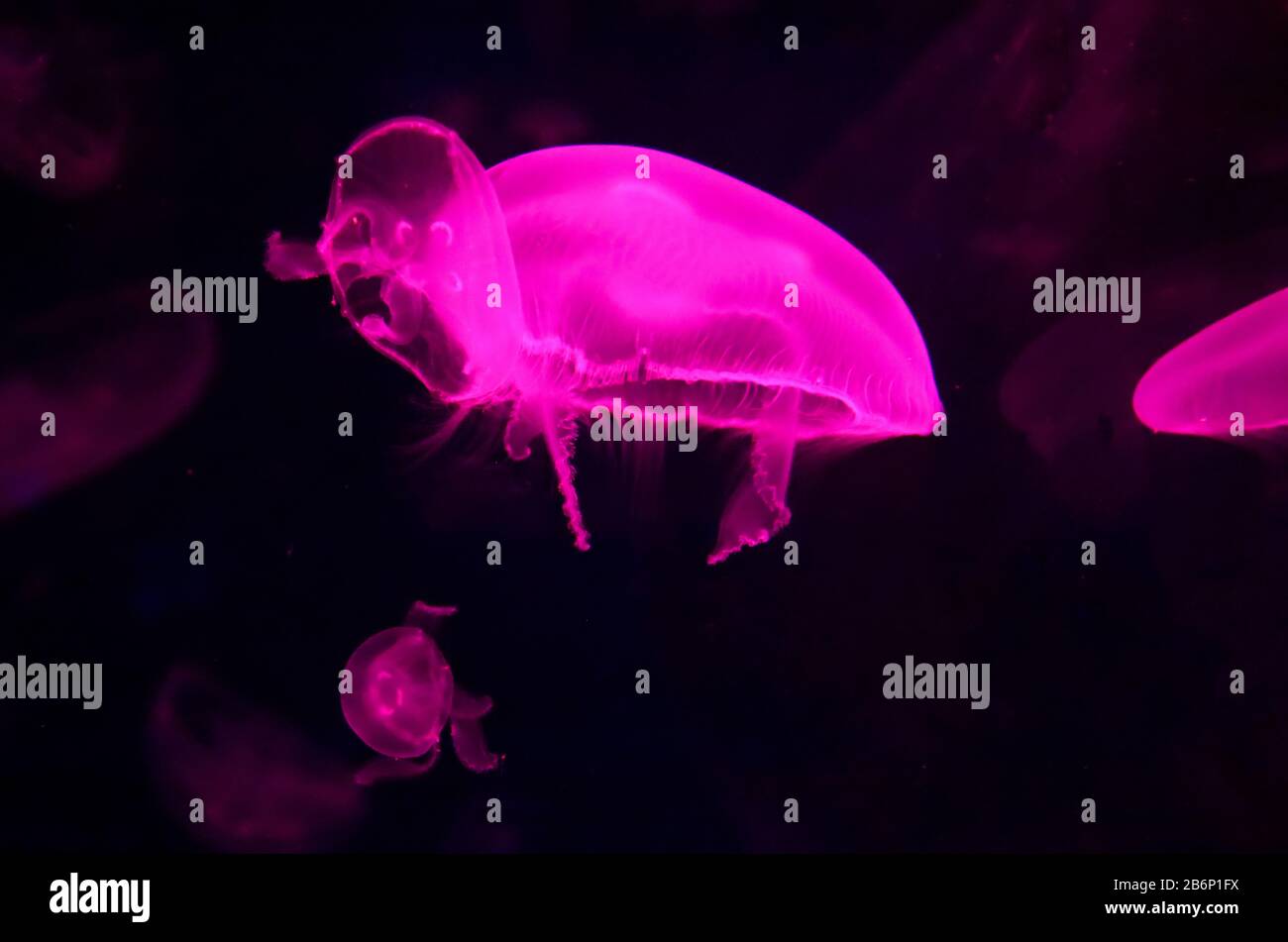 Aurelia aurita (also called the common jellyfish, moon jellyfish, moon ...