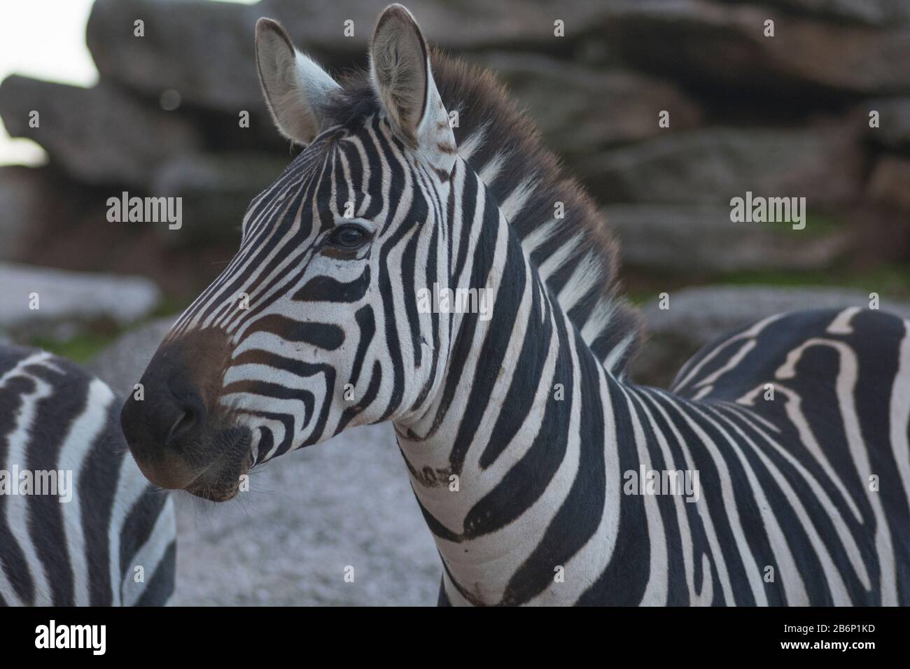 Portrait of A Grant's Zebra (Equus quagga boehmi) at the Ramat Gan ...