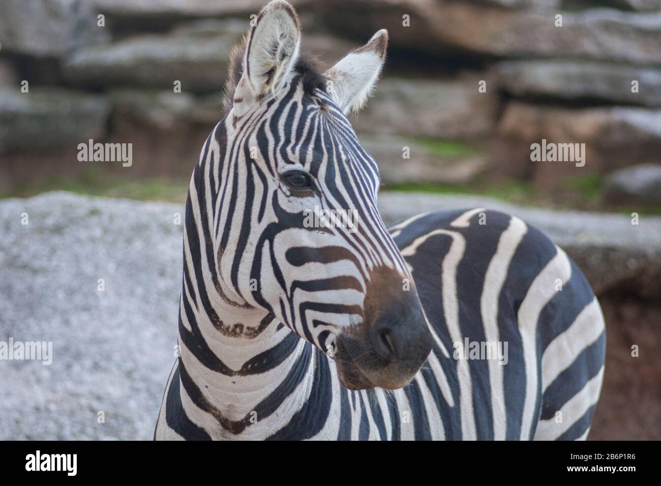 Portrait of A Grant's Zebra (Equus quagga boehmi) at the Ramat Gan ...