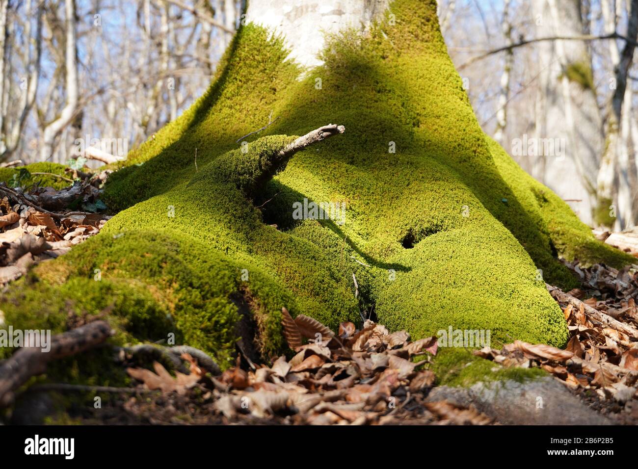 Green moss around an old tree Stock Photo - Alamy