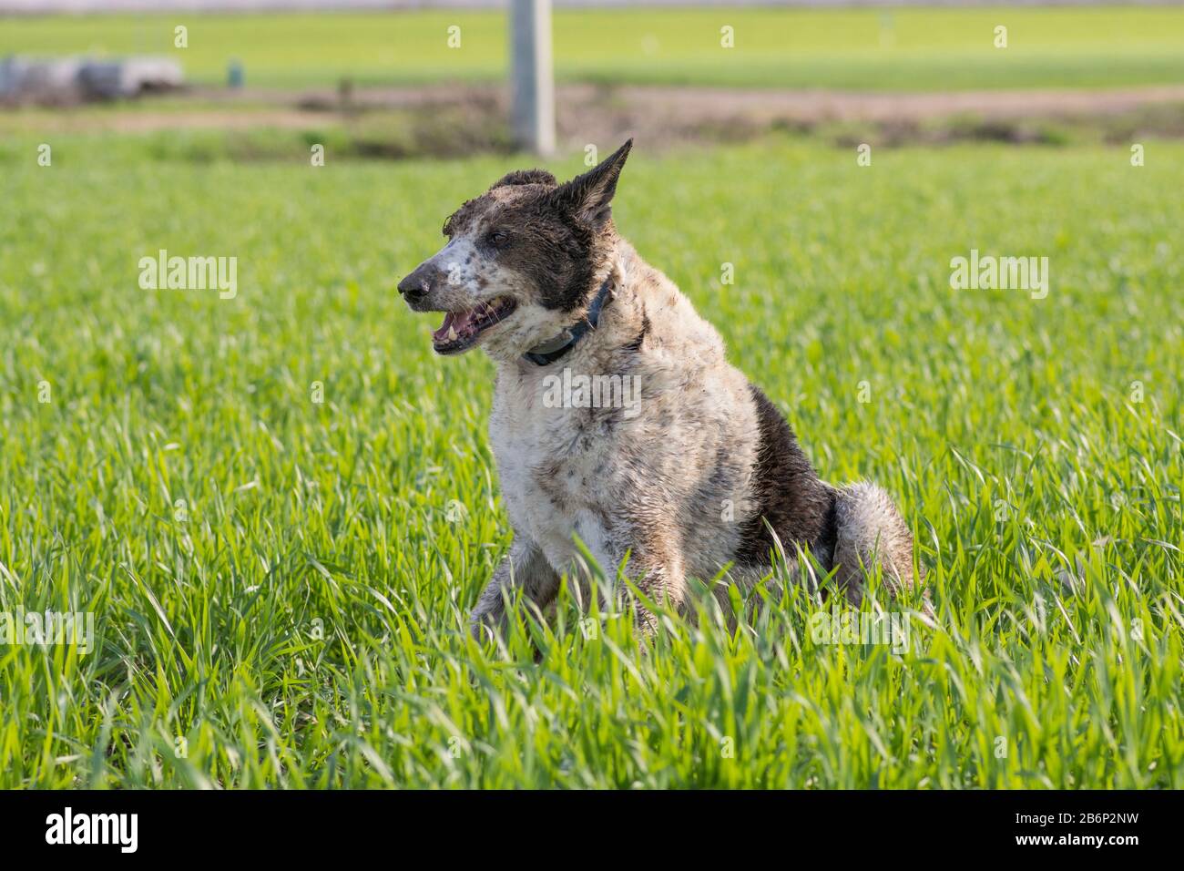 A funny dog playing outdoors in a green field, covered in mud Stock ...