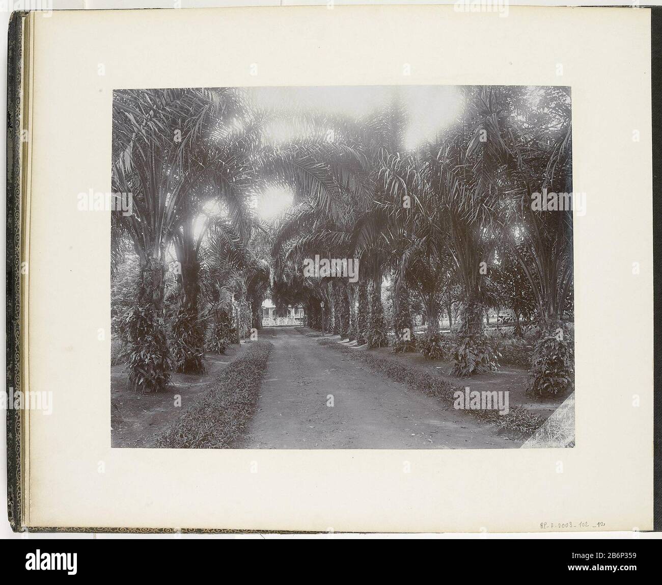 Paul herman palm hi-res stock photography and images - Alamy