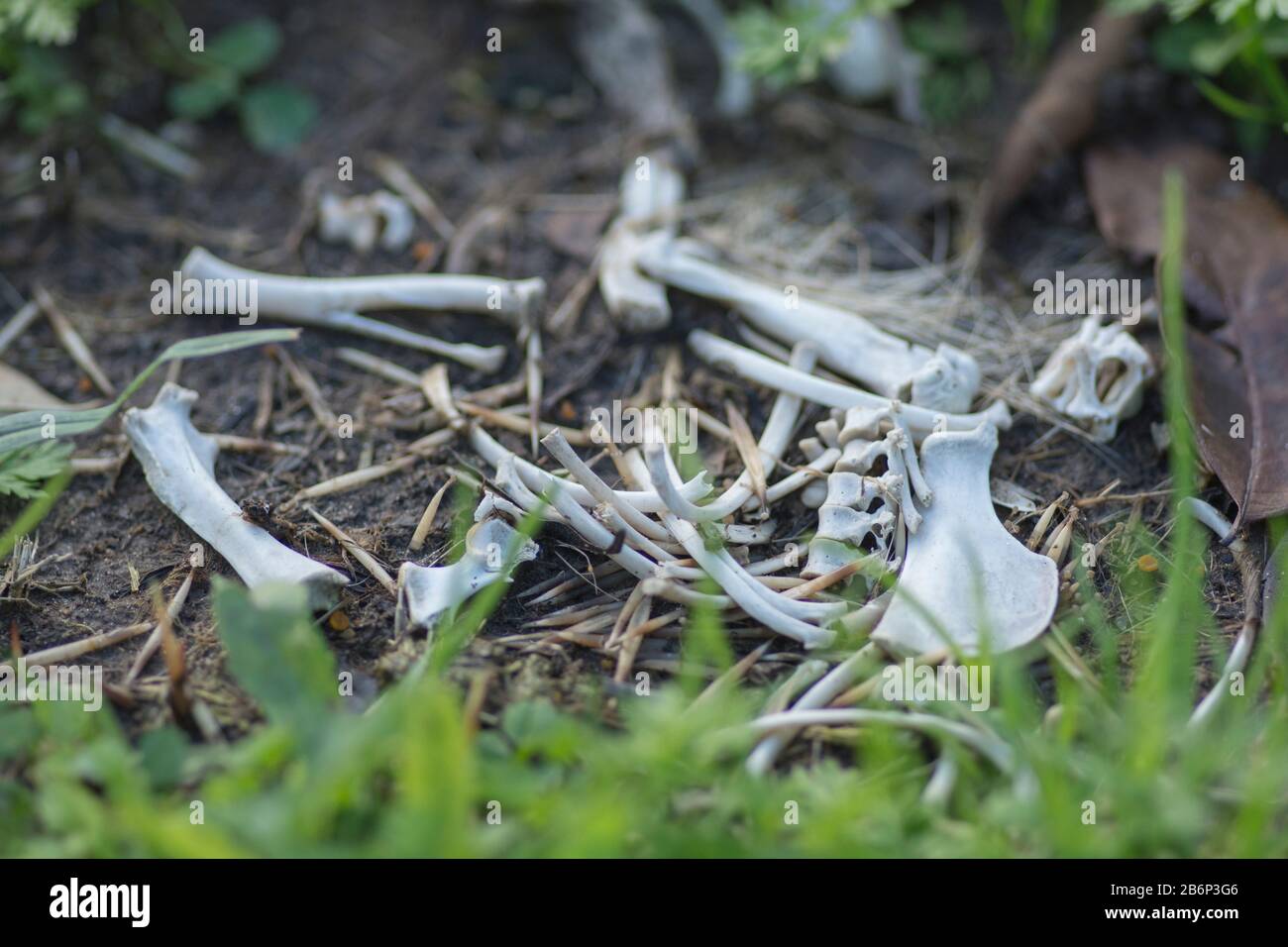 Small animal bones hi-res stock photography and images - Alamy