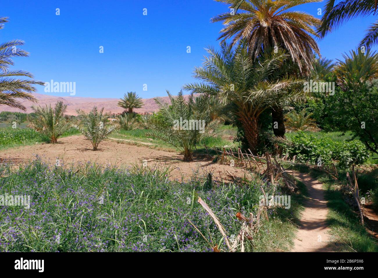 Sahara oasis hotel hi-res stock photography and images - Alamy
