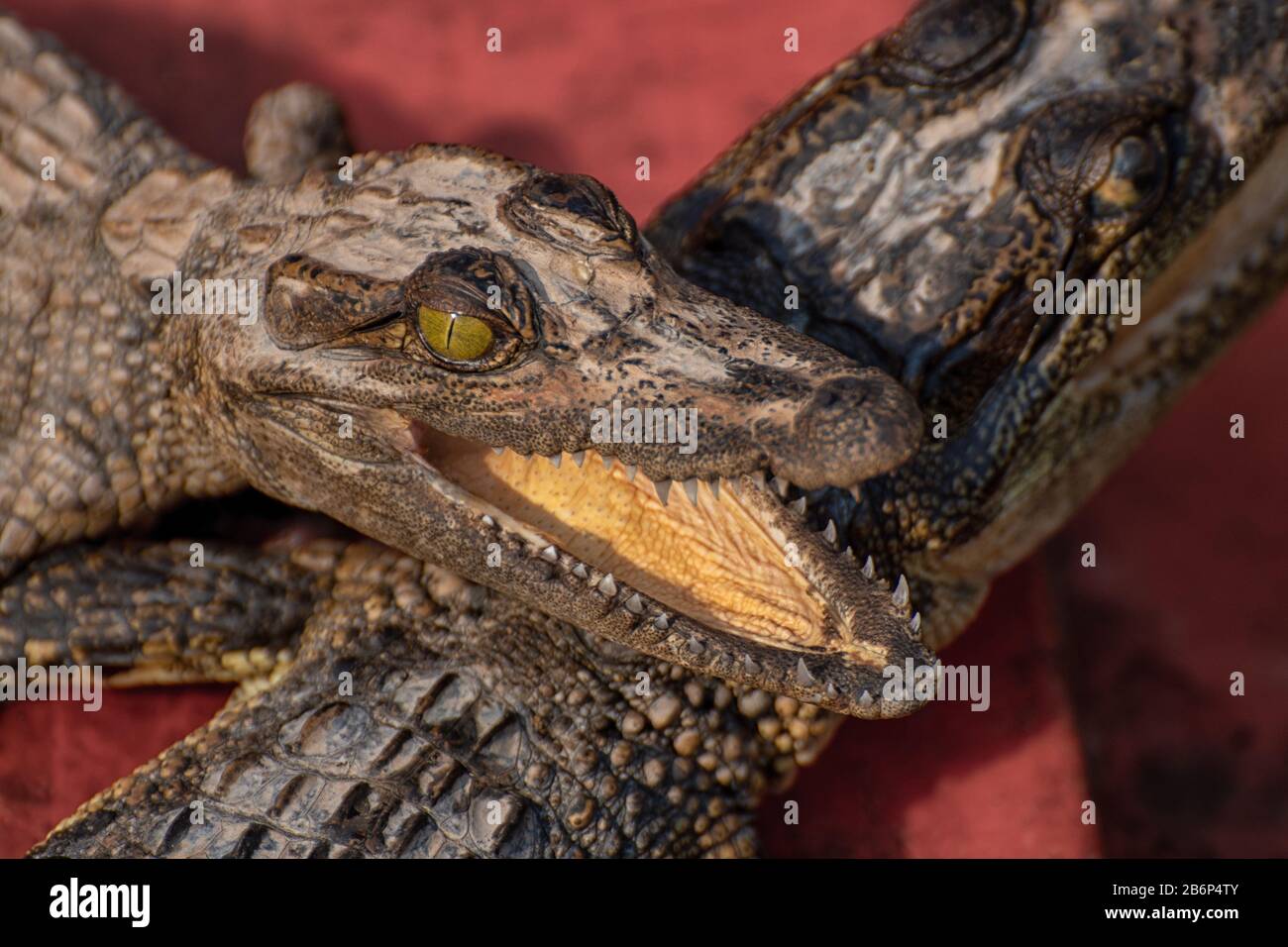 Baby caiman hi-res stock photography and images - Alamy