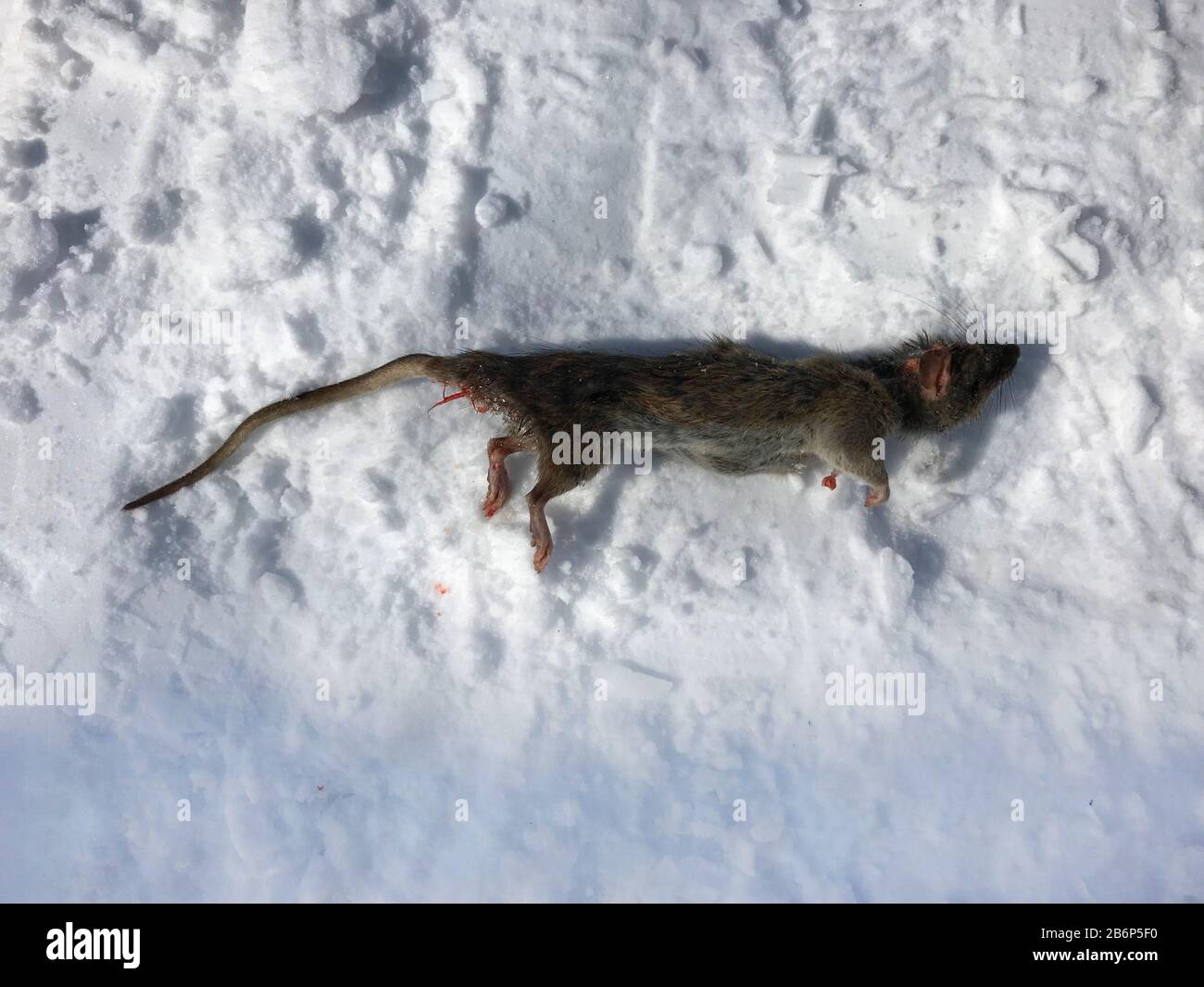 Animal dead rat hi-res stock photography and images - Alamy
