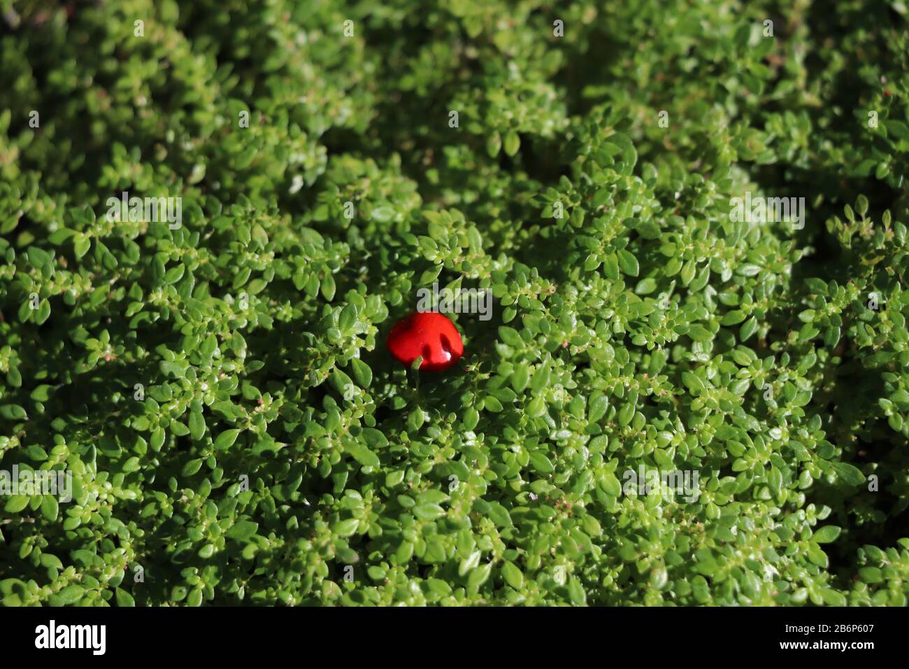 Red seed hi-res stock photography and images - Alamy