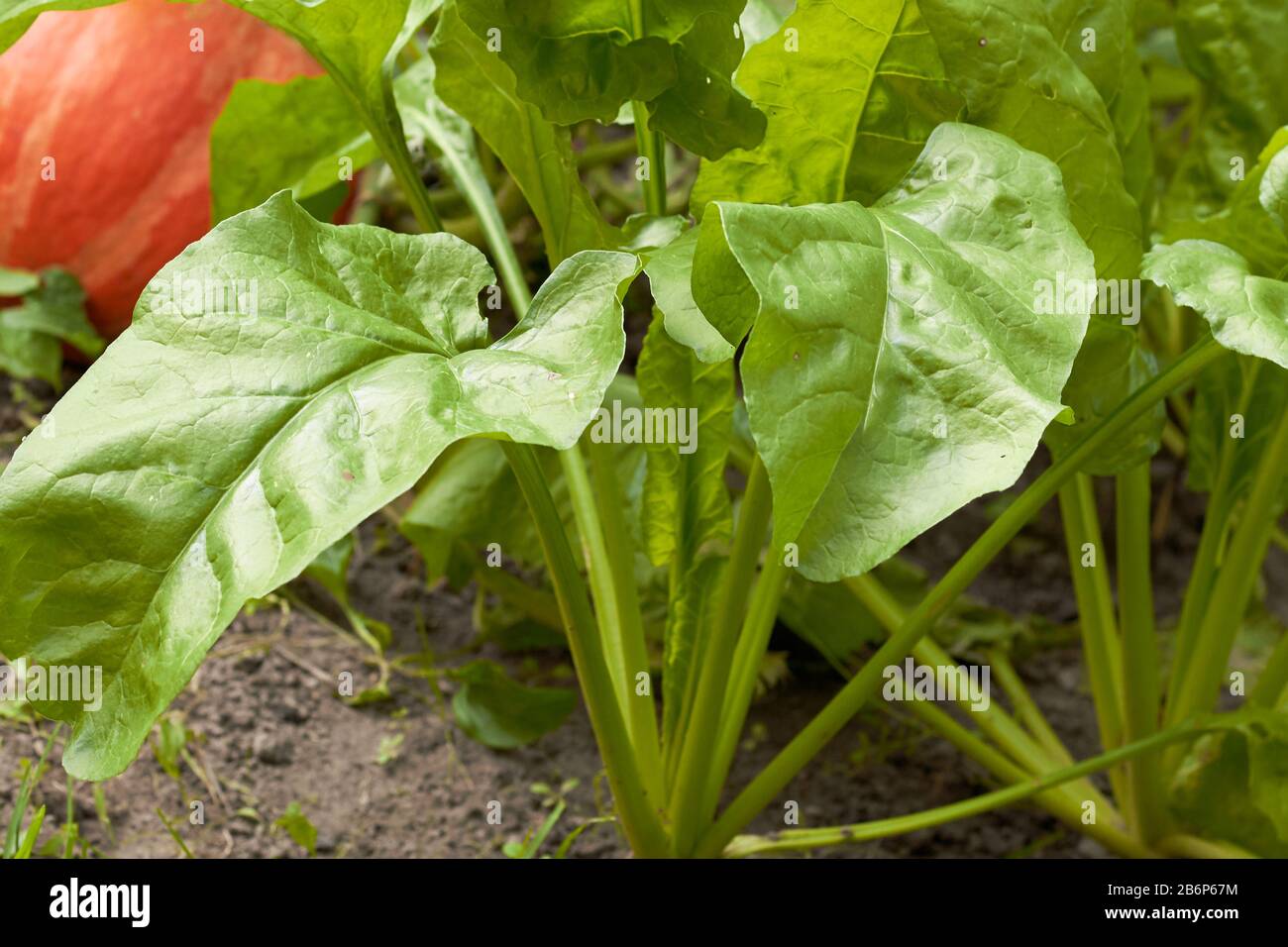 Fodder beet hi-res stock photography and images - Alamy
