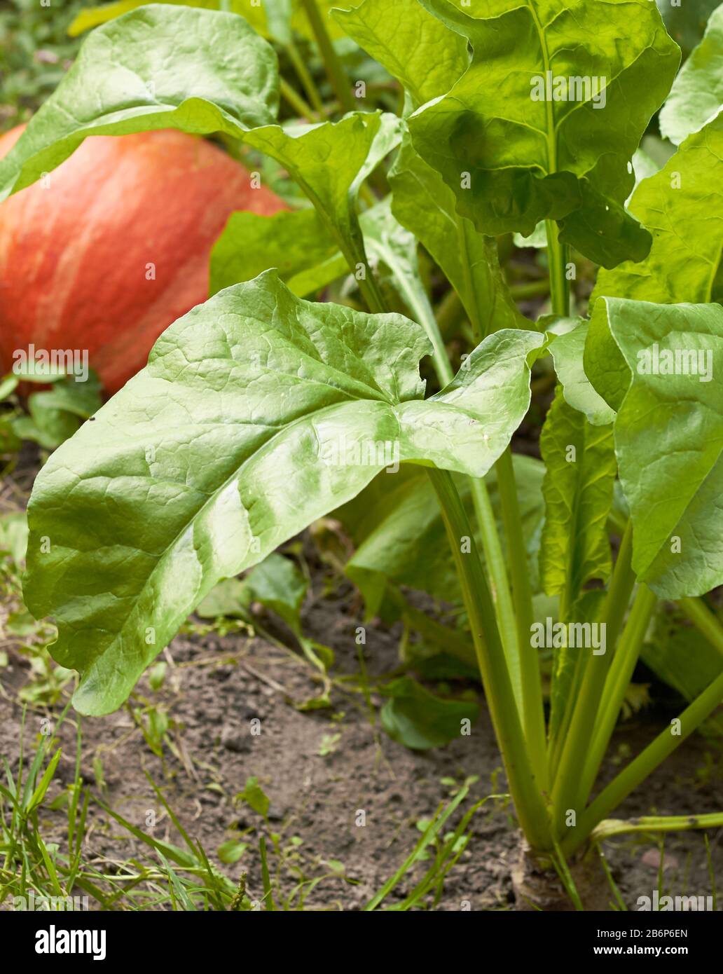 Fodder beet hi-res stock photography and images - Alamy
