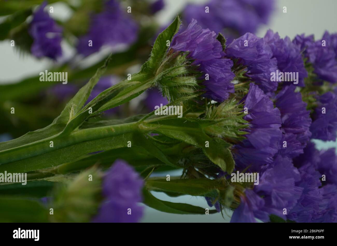 Wavyleaf sea lavender, Statice, Limonium. Blue flower closeup ...