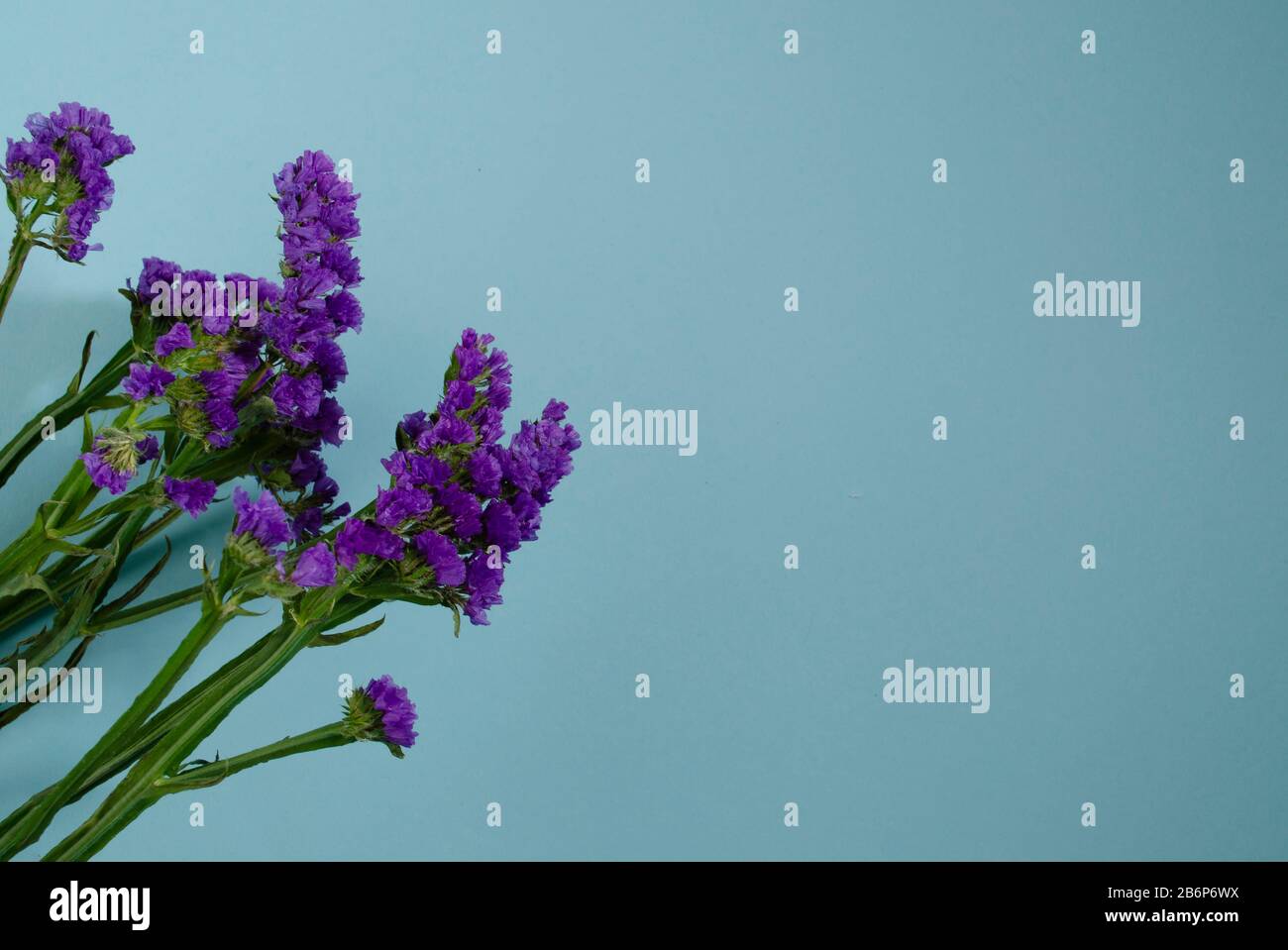 Mediterranean sea lavender hi-res stock photography and images - Alamy