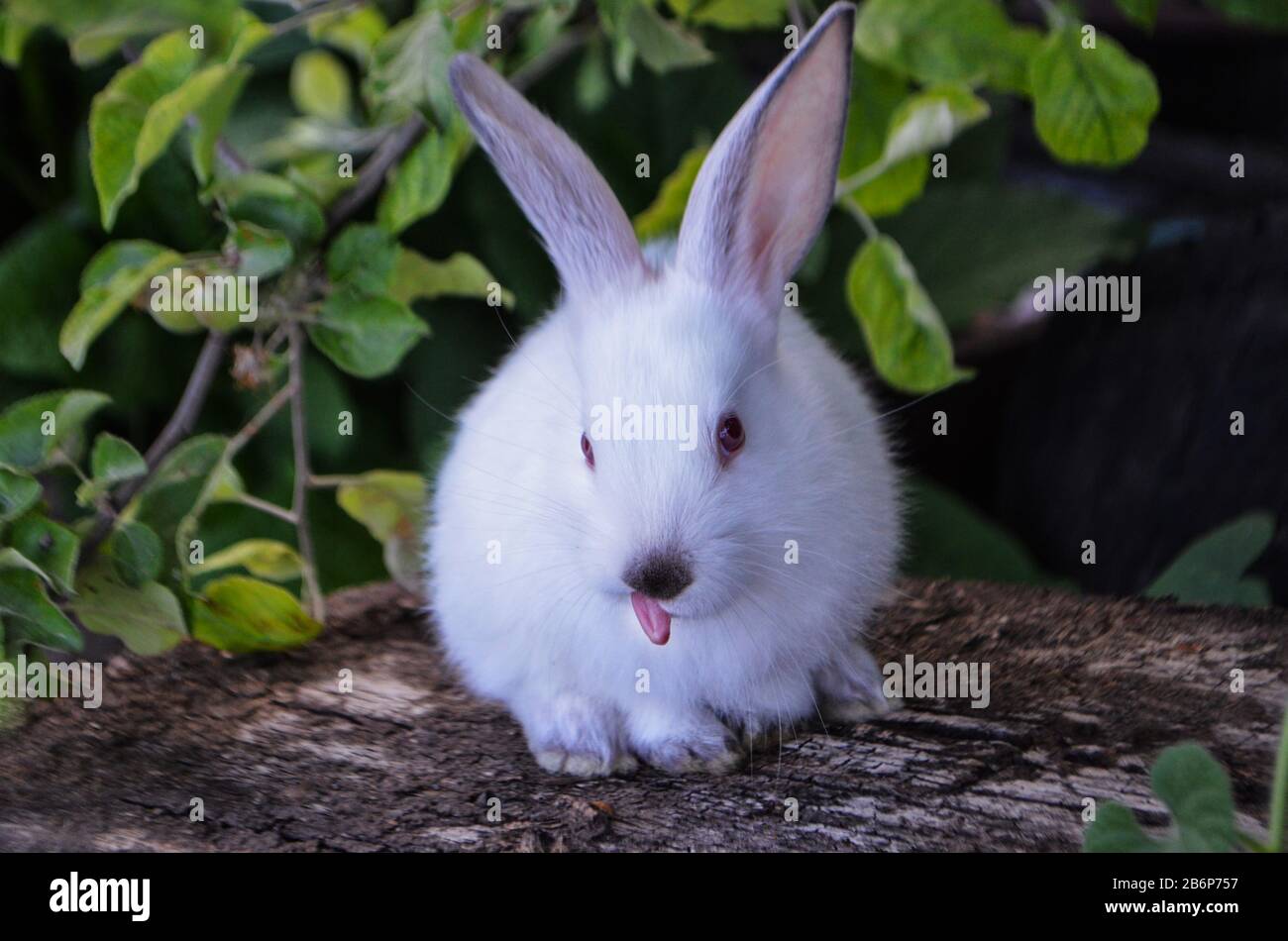 Little White Rabbit High Resolution Stock Photography and Images - Alamy