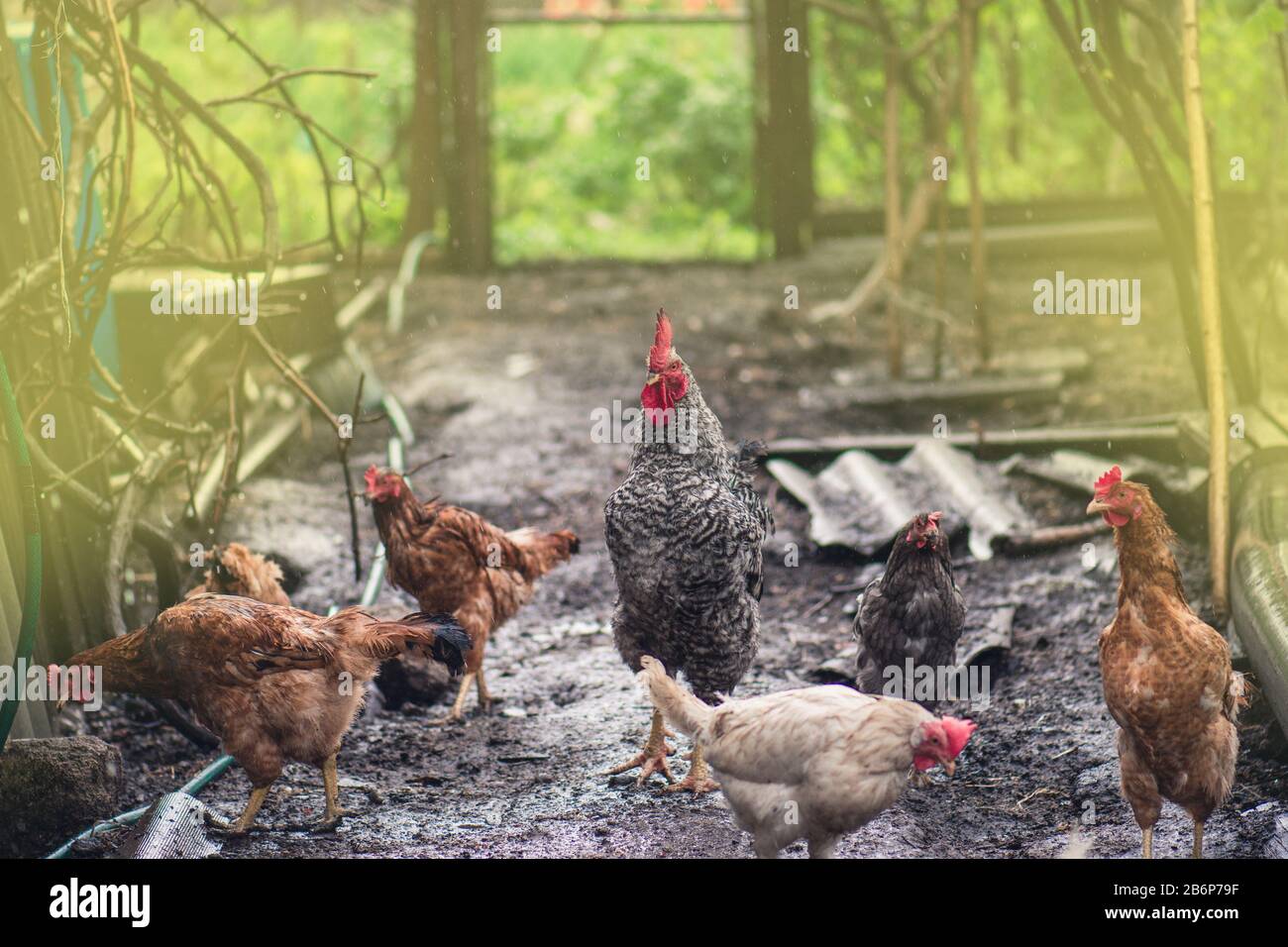 Free rang hens farm. Happy organic hens. Chickens freely roaming in ...