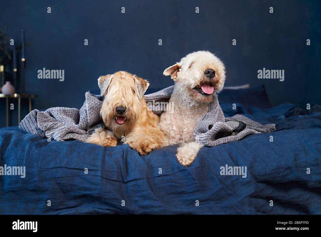 Curly-haired dogs lie on bed in apartment Stock Photo - Alamy