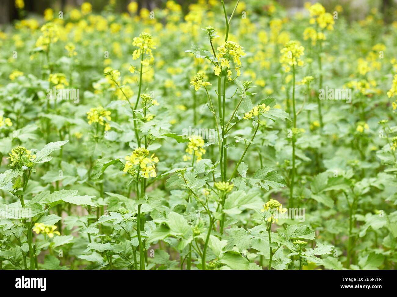 Mustard plant with yellow flowers growing in the garden,background for ...