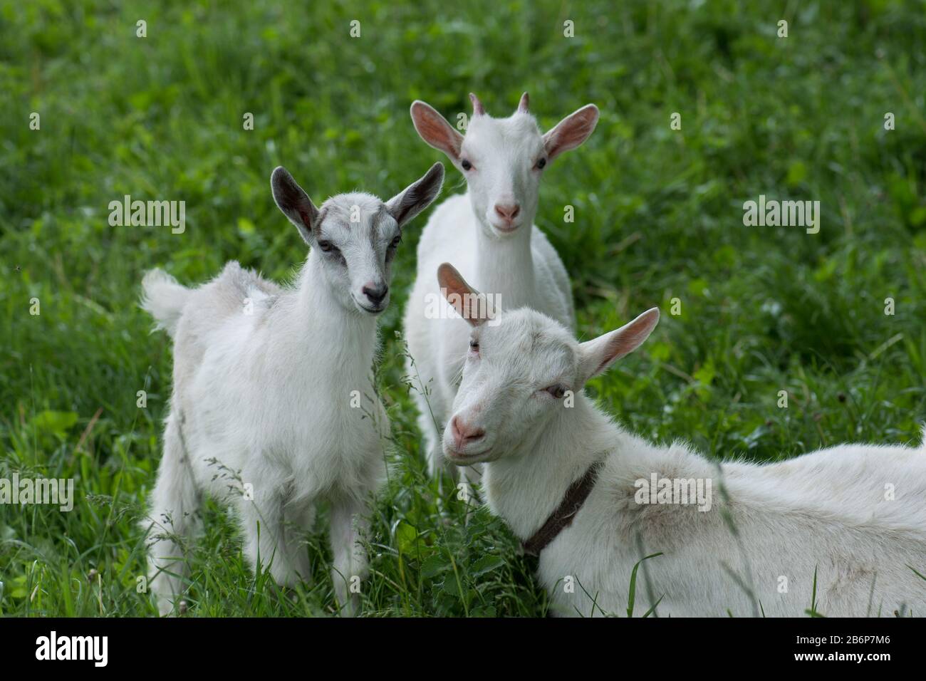 Goats on family farm. Herd of goats playing. Goat with her cubs on the ...