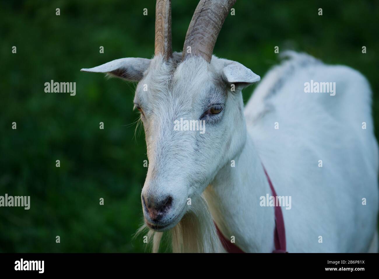 Portrait of white adult goat grassing on meadow field. Goat on the green meadow close Stock ...