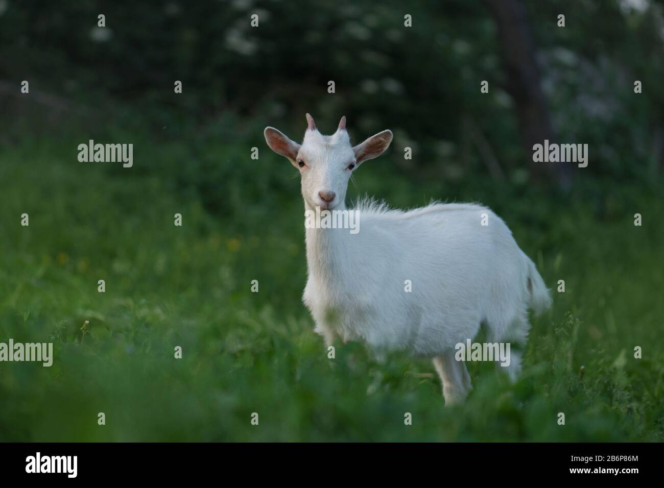 Little kid goat on warm spring day. Childhood goats on farm. Beautiful ...