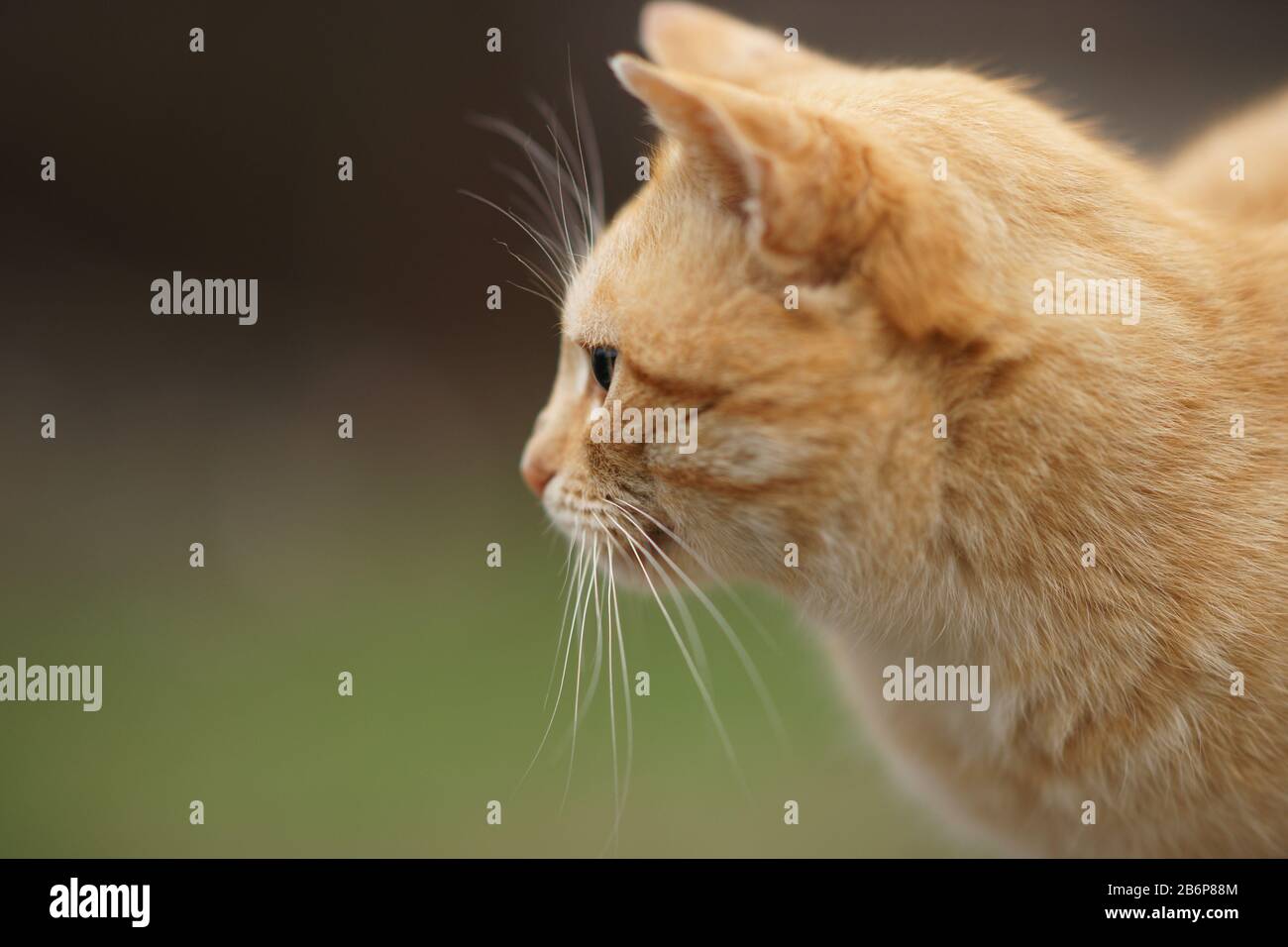 Cute ginger cat portrait in profile outdoor Stock Photo - Alamy