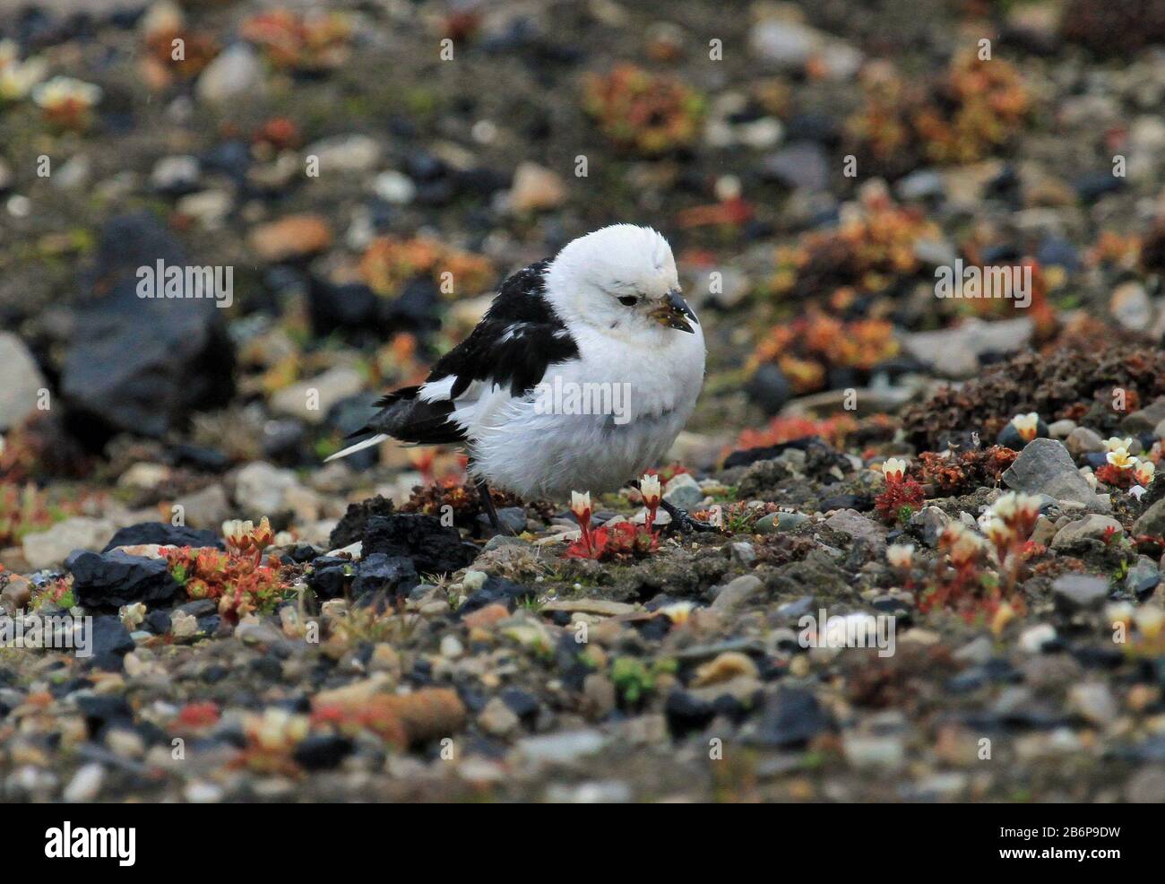 Ny alesund research stations hi-res stock photography and images - Alamy