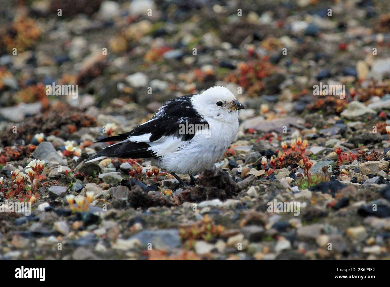 Ny alesund research stations hi-res stock photography and images - Alamy