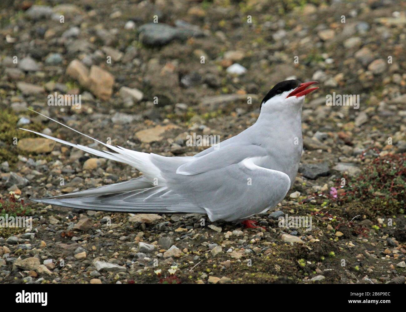 Ny alesund research stations hi-res stock photography and images - Alamy