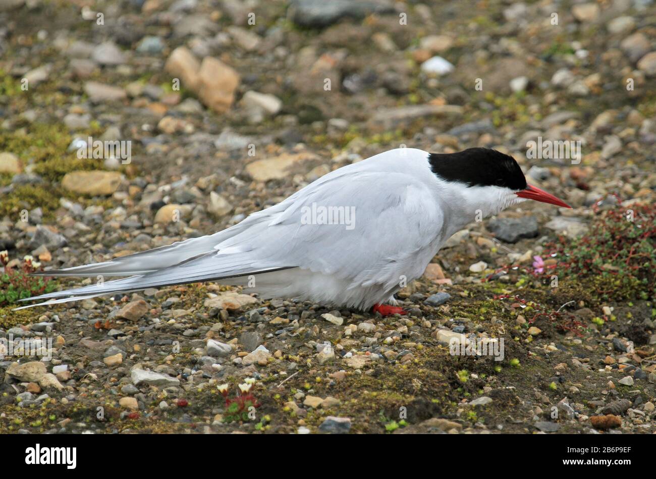 Ny alesund research stations hi-res stock photography and images - Alamy