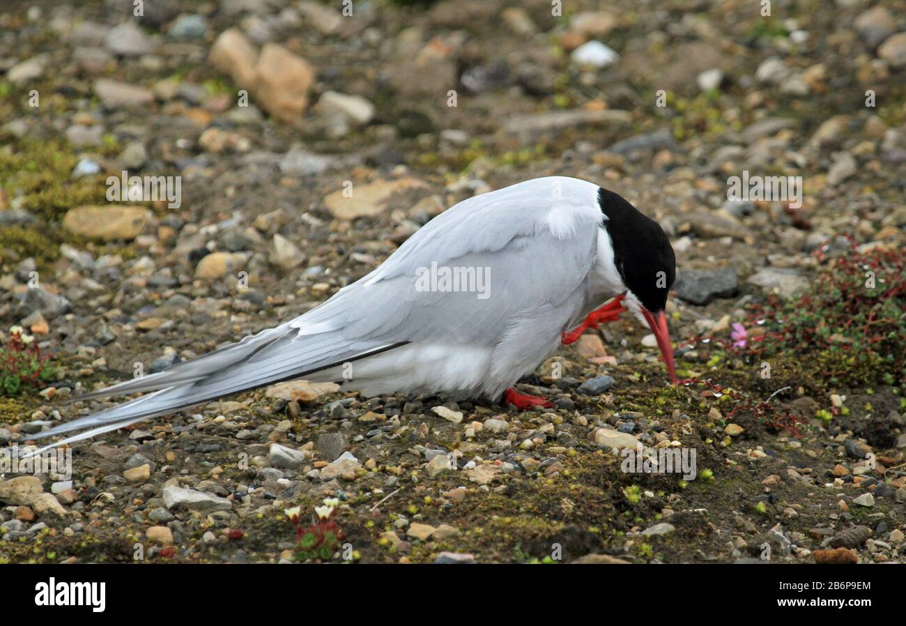 Ny alesund research stations hi-res stock photography and images - Alamy