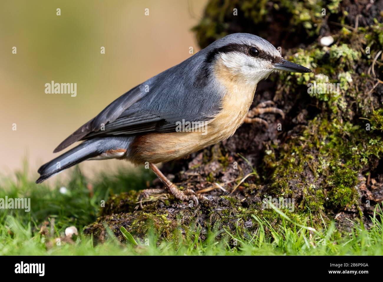Sitta europaea (Eurasian nuthatch) perched on a mossy trunk on a ...