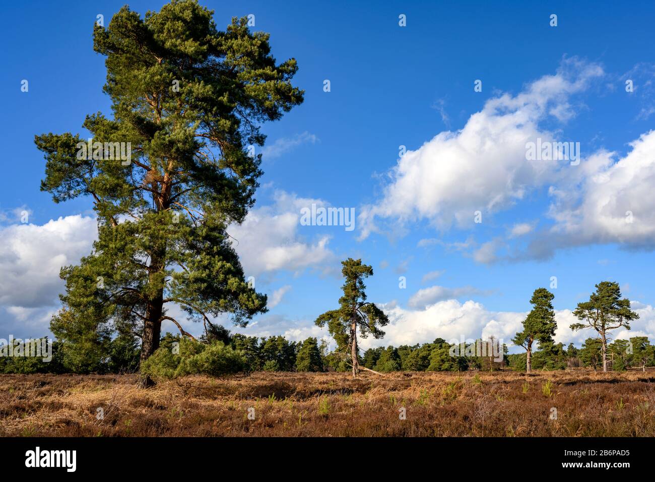 Upper Hollesley Common Suffolk England Stock Photo - Alamy