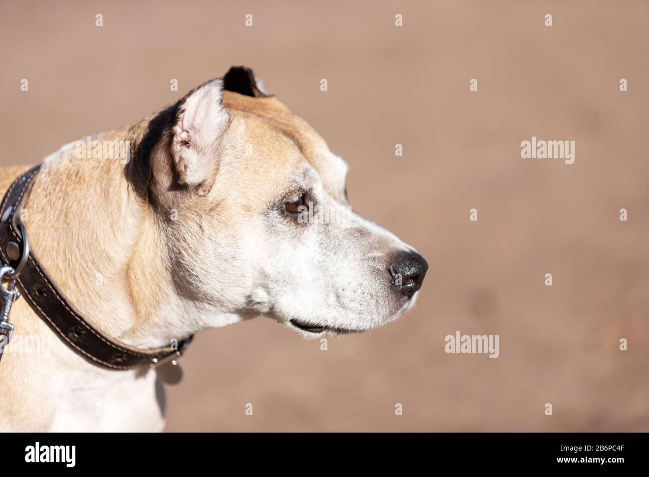 Staffordshire terrier cropped ears hi-res stock photography and images ...