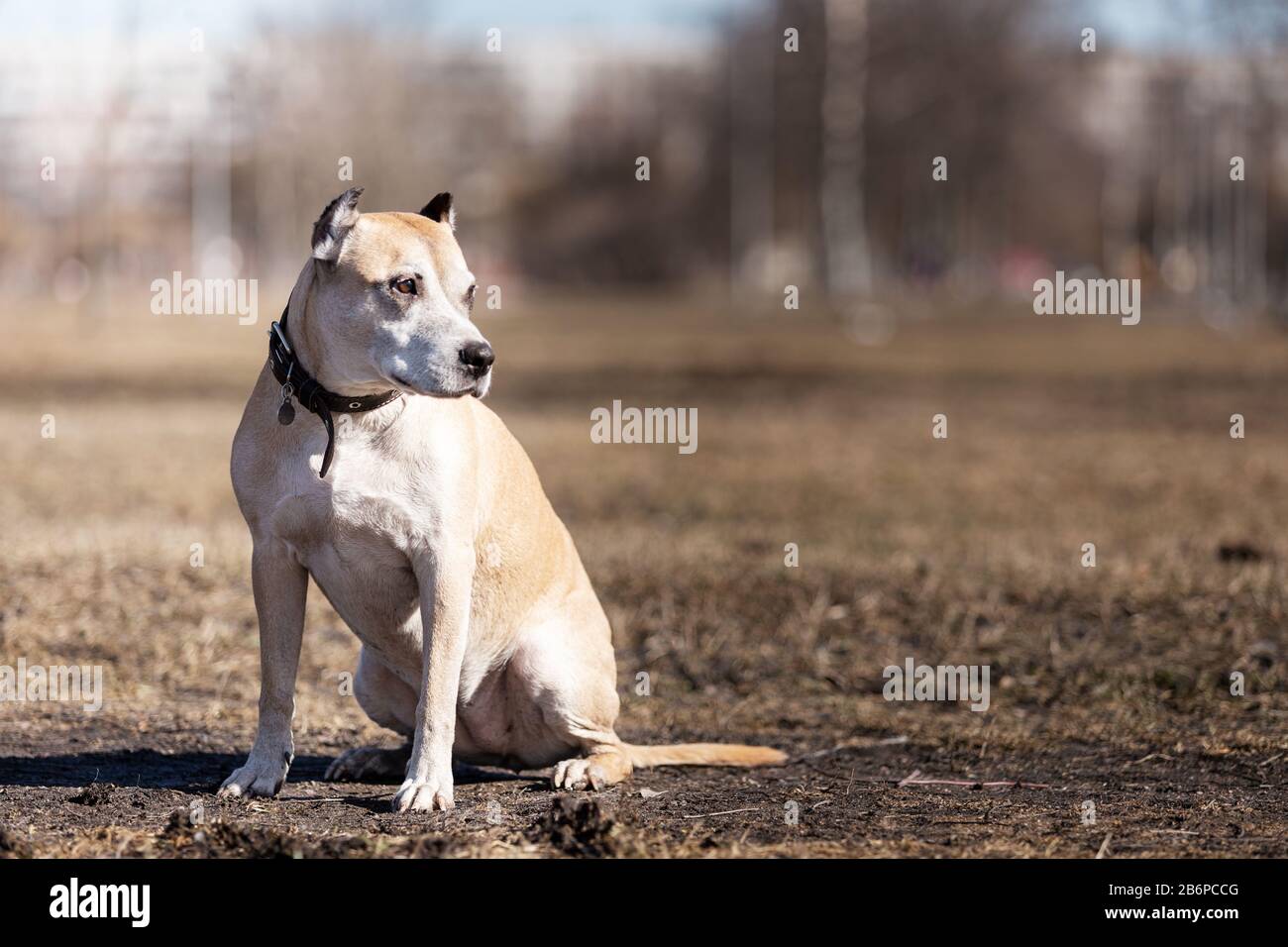 Old red american staffordshire terrier with cropped ears walks outdoor ...