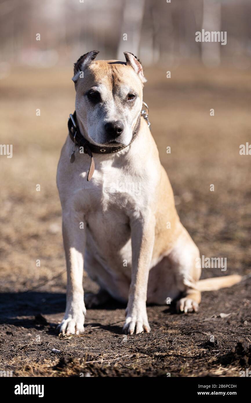 Staffordshire terrier cropped ears hi-res stock photography and images ...