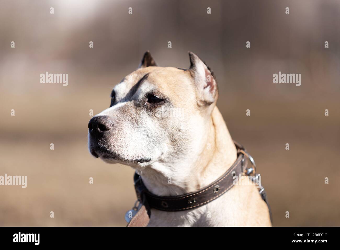 Staffordshire terrier cropped ears hi-res stock photography and images ...